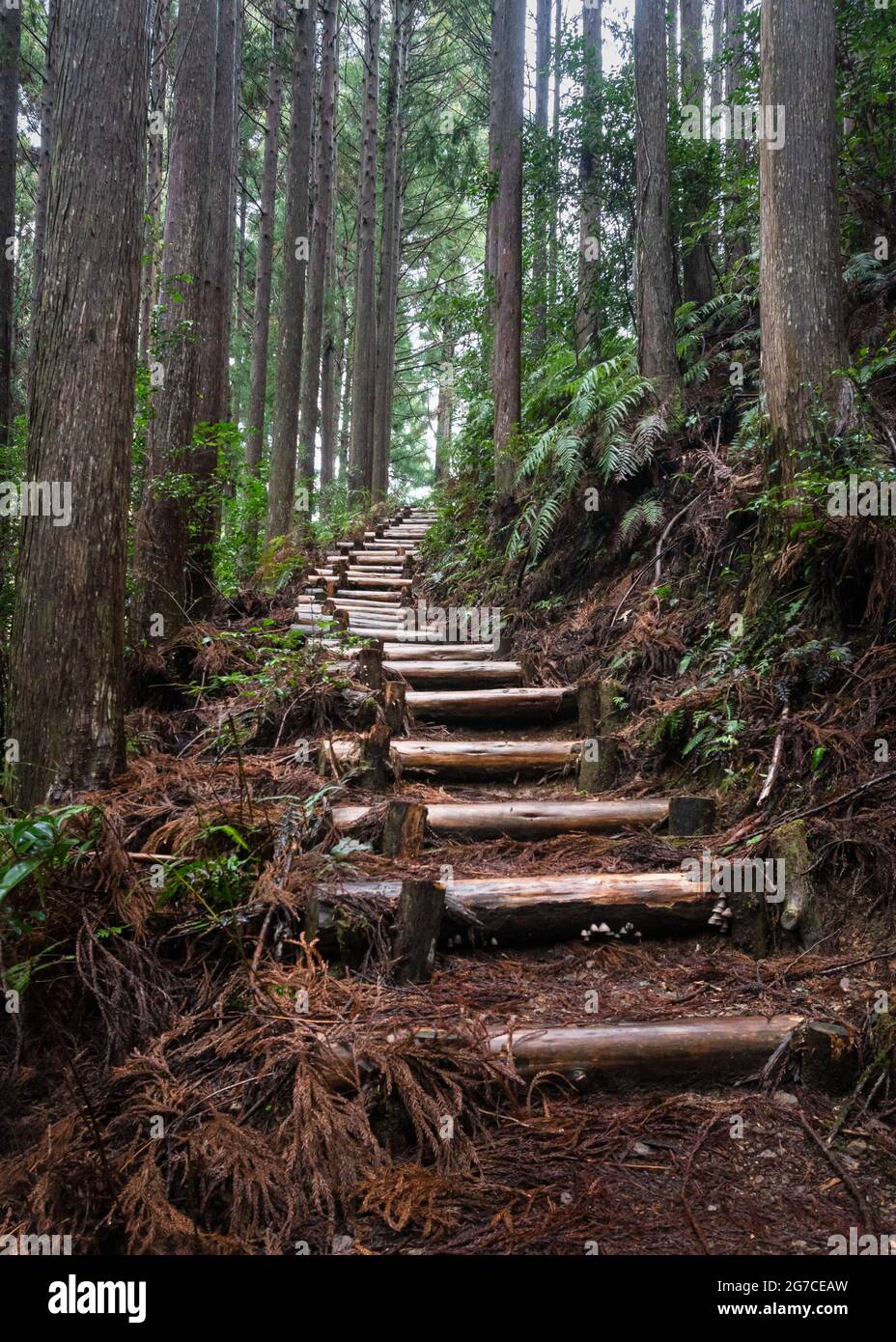 Log steps winding through the forest on Kumano Kodo trail in Kii Hanto ...