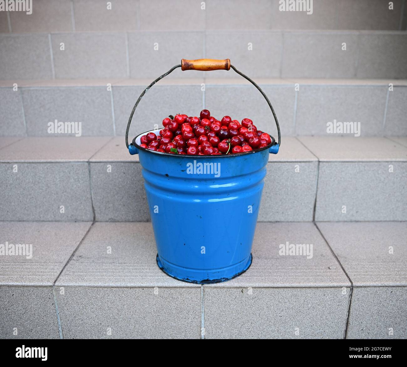 Close-up of metal bucket full of cherry harvest, standing on stairs ...