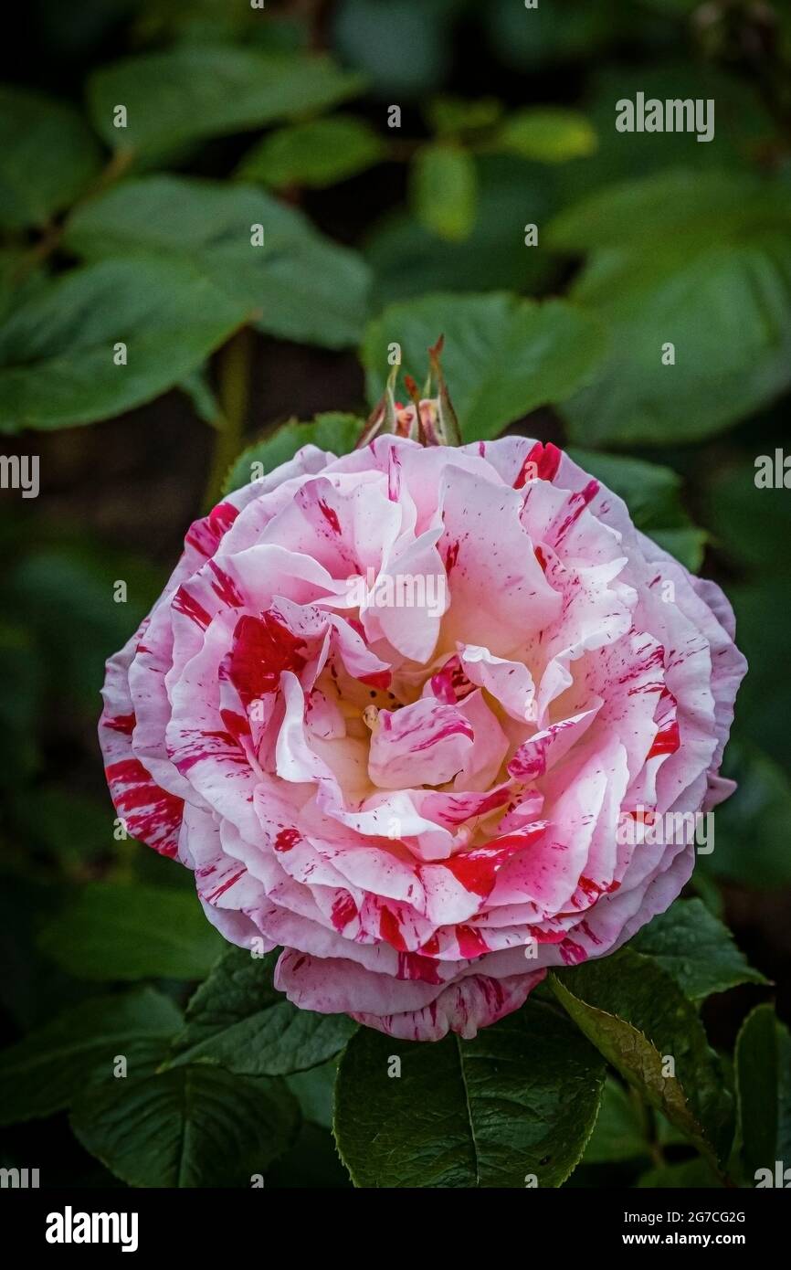 Rosa Scentimental Floribunda Rose growing in a garden Stock Photo - Alamy