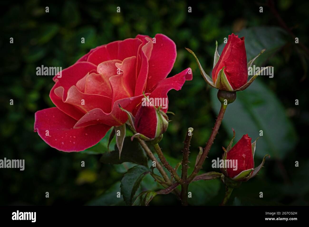 Beautiful Red Roses growing in a garden Stock Photo - Alamy