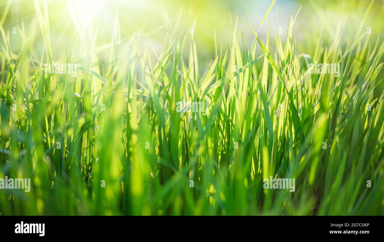 Nature background with green grass and sun Stock Photo - Alamy
