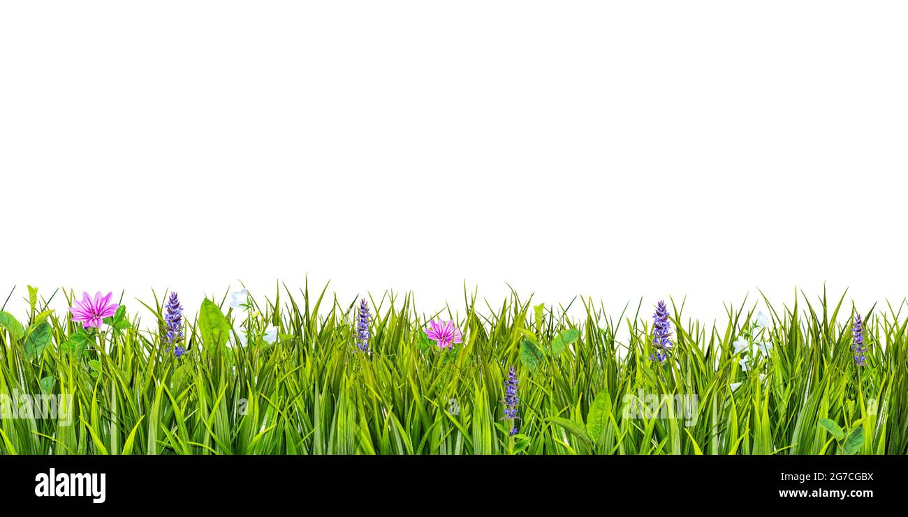 Green grass and wild flowers isolated on white background Stock Photo ...