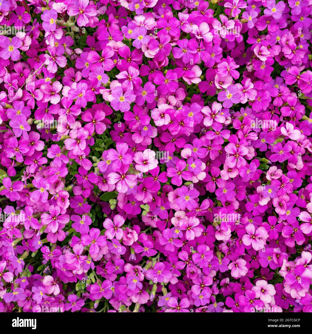 Spring nature background with pink flowers Stock Photo - Alamy