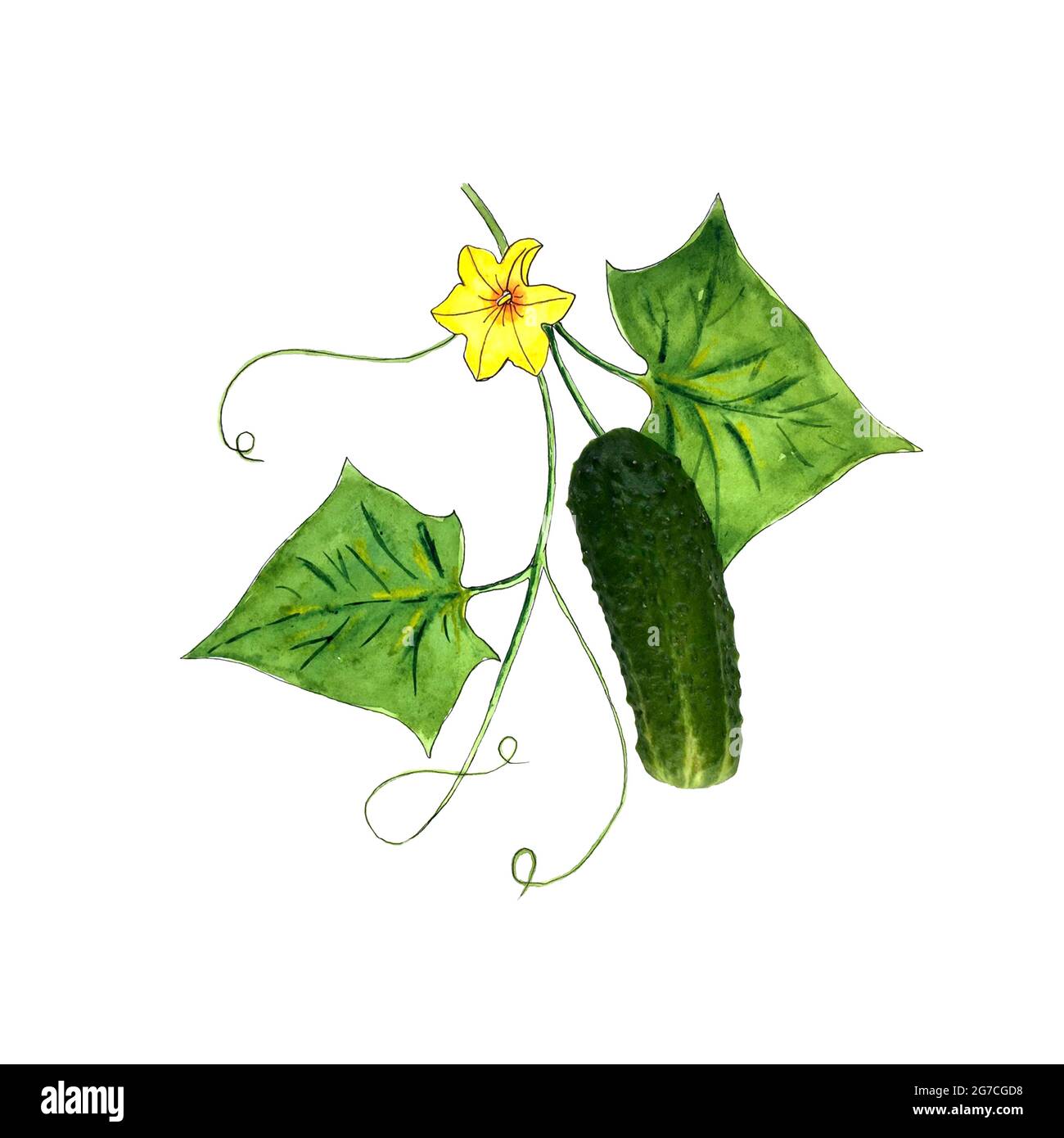Cucumber Flower Design