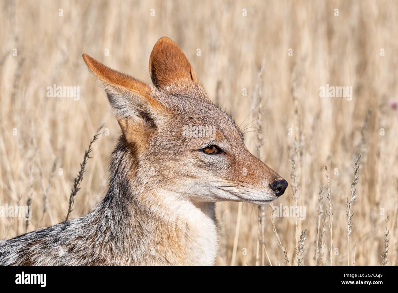 Portrait of a Black-backed Jackal in Southern Afrcian savannah Stock ...