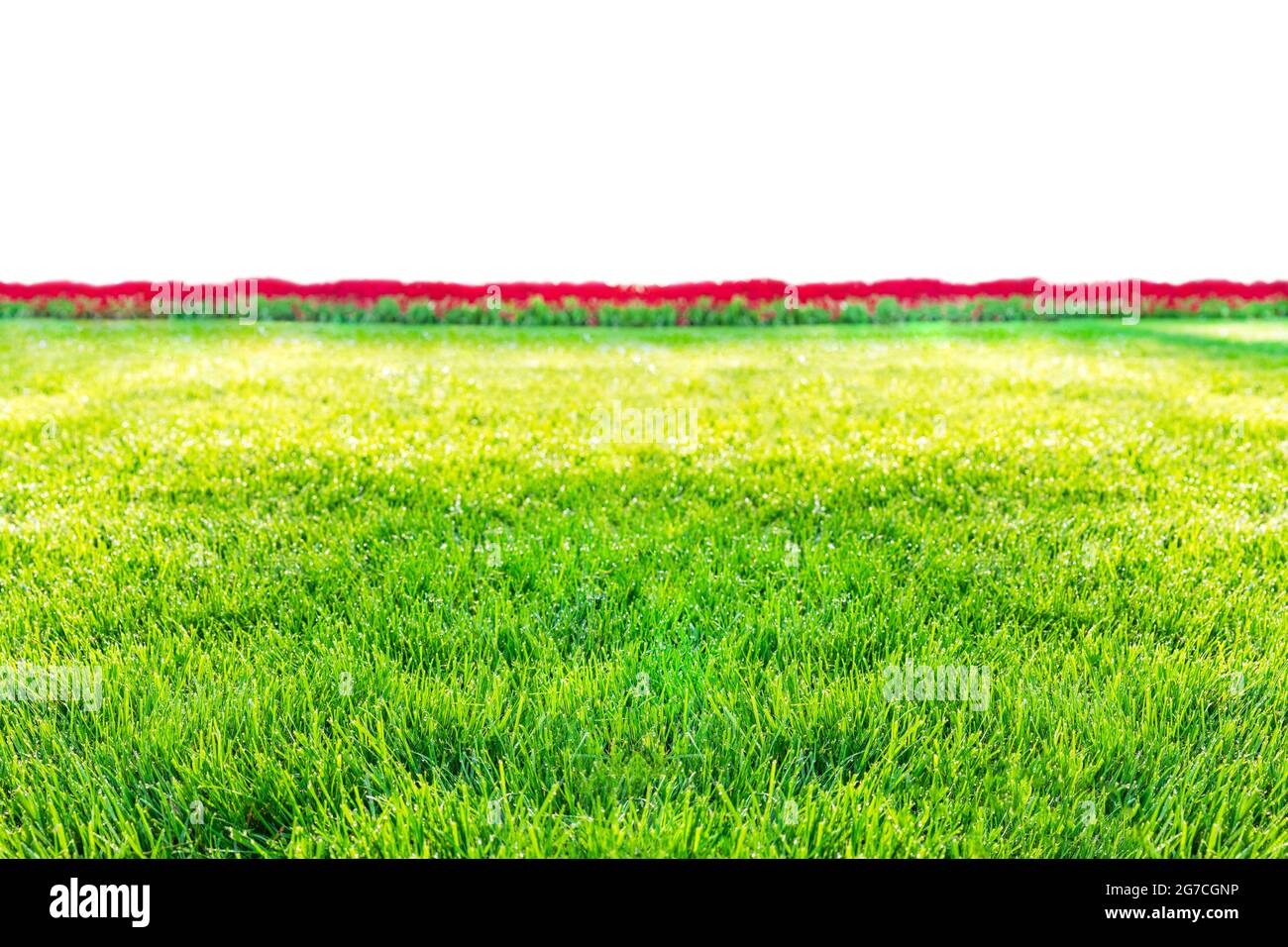 green grass and flowers isolated on white background Stock Photo - Alamy