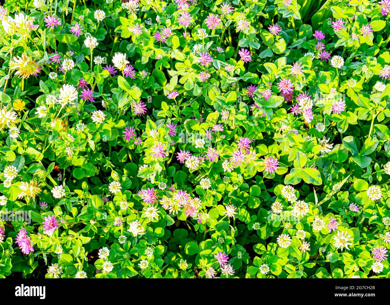 Spring green clover grass and flowers background Stock Photo - Alamy