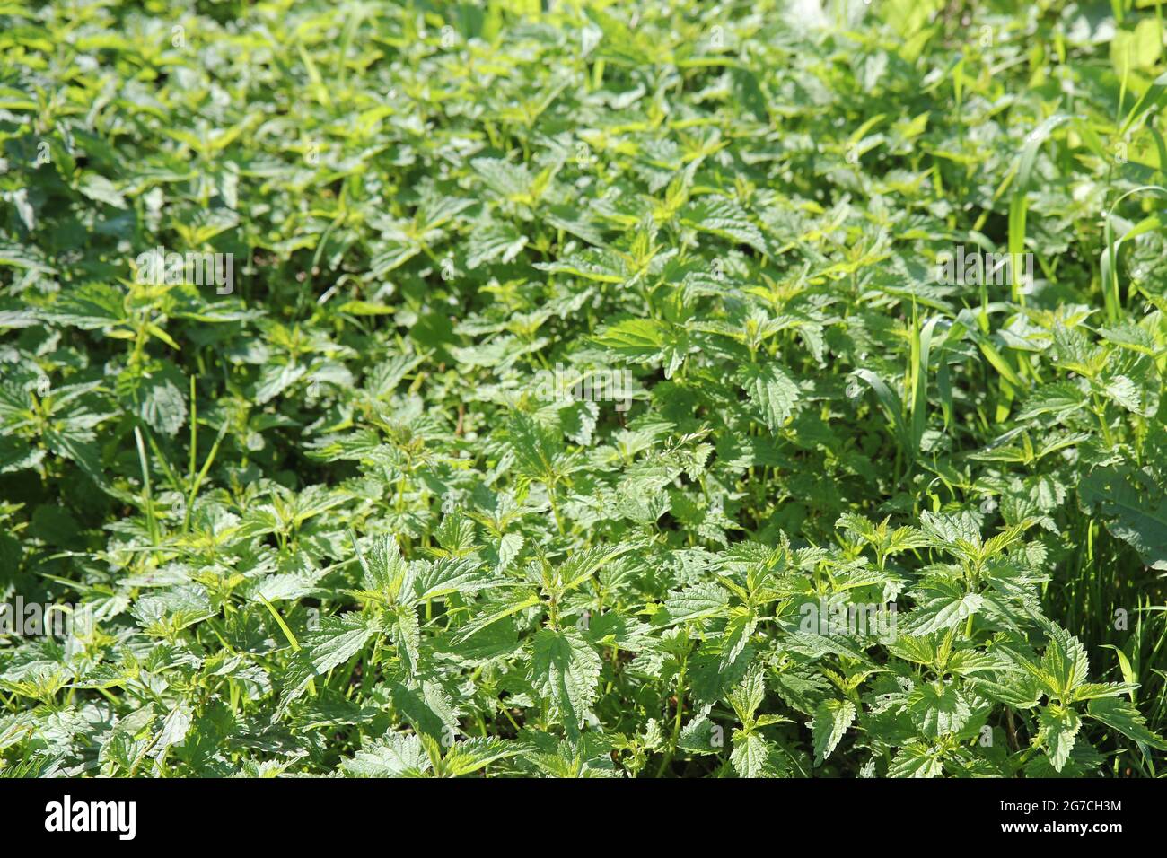 Field of stinging nettle. Healing herbs Stock Photo - Alamy
