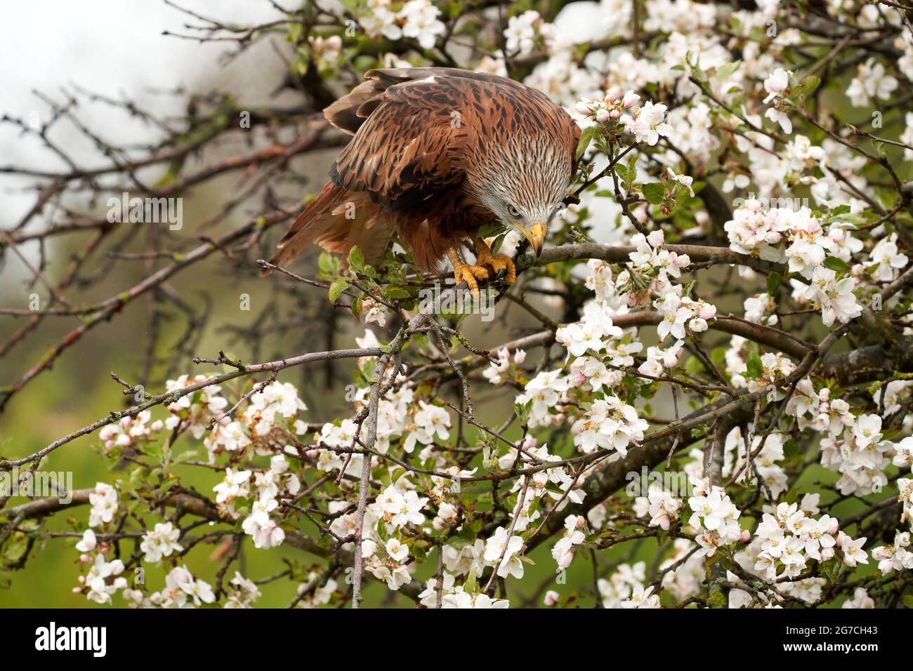 Red kite, in a tree with white blossom. Bird of prey portrait with ...