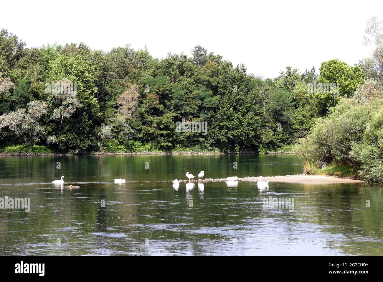 River flows slowly over the Wild Nature, the life of beautiful animals ...