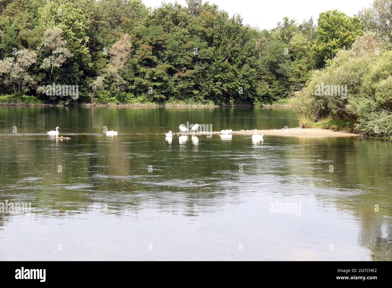 River flows slowly over the Wild Nature, the life of beautiful animals ...