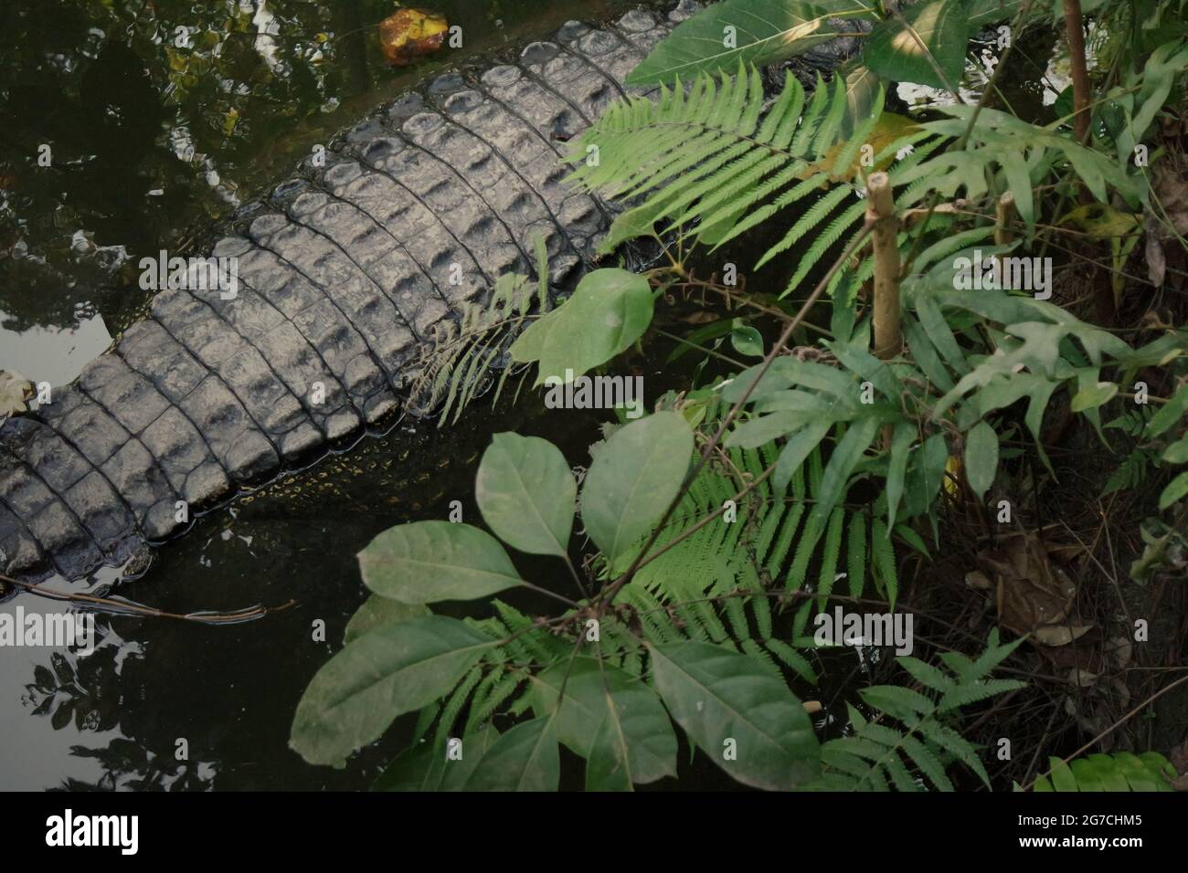Heavy dorsal armor hi-res stock photography and images - Alamy