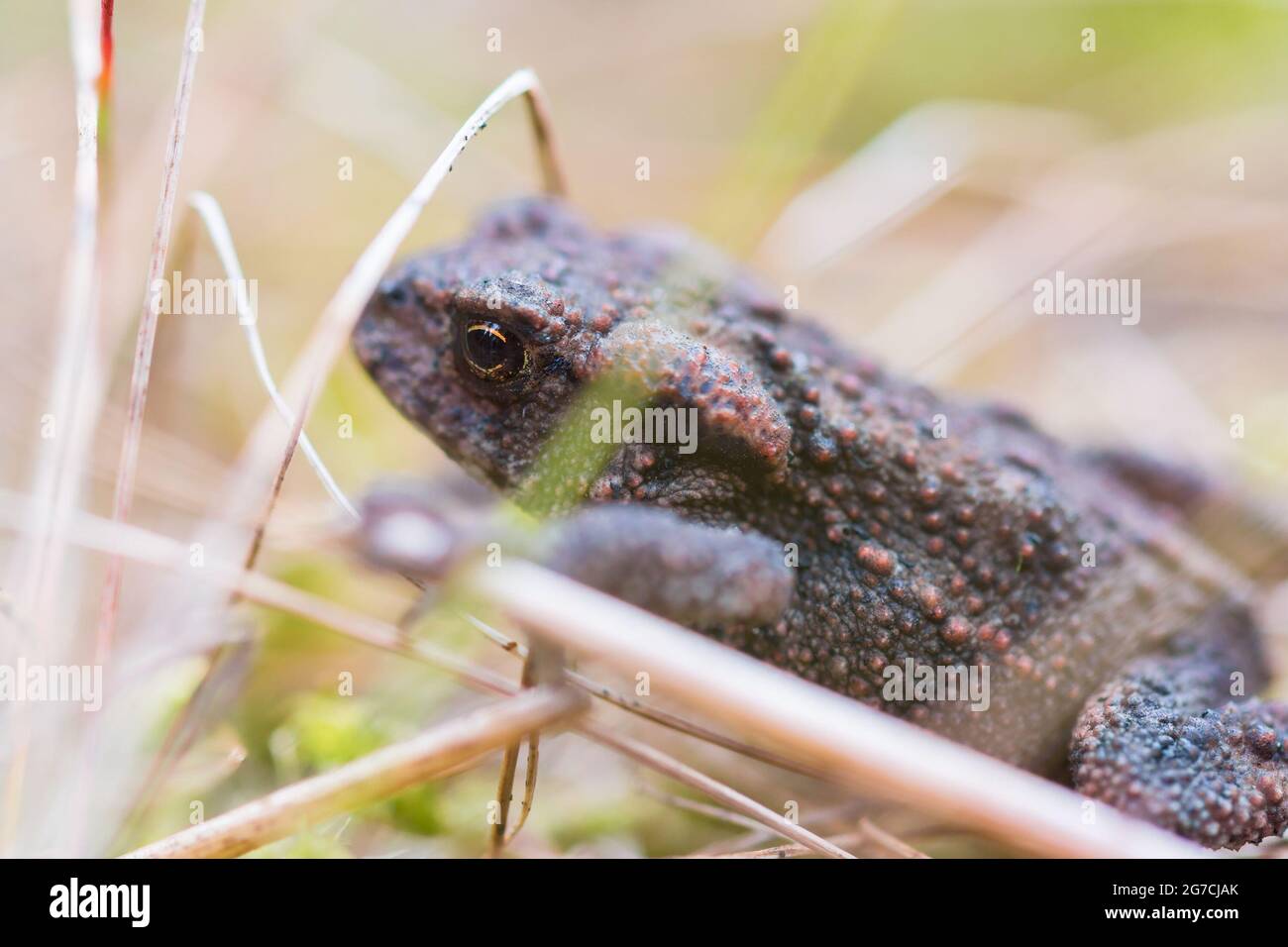 Common toad among the blades of grass Stock Photo - Alamy
