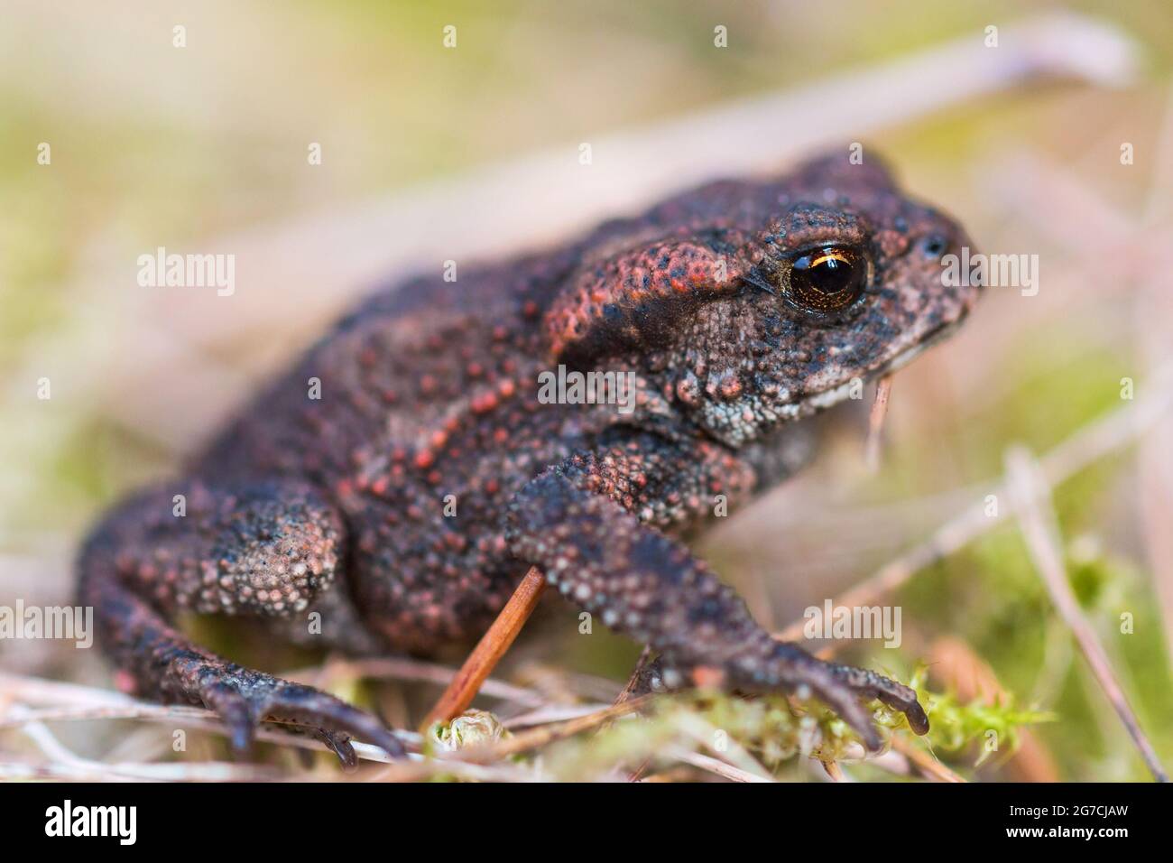 Common toad in the grass Stock Photo - Alamy