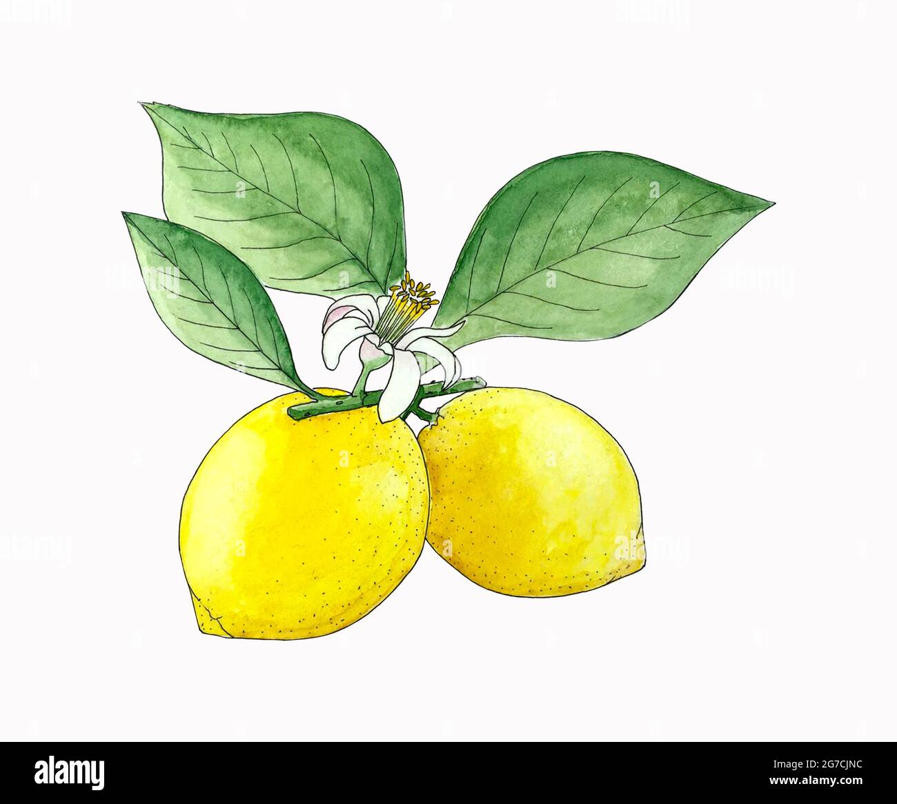 Lemon branch with fruits, leaves and flower, watercolor hand drawing ...