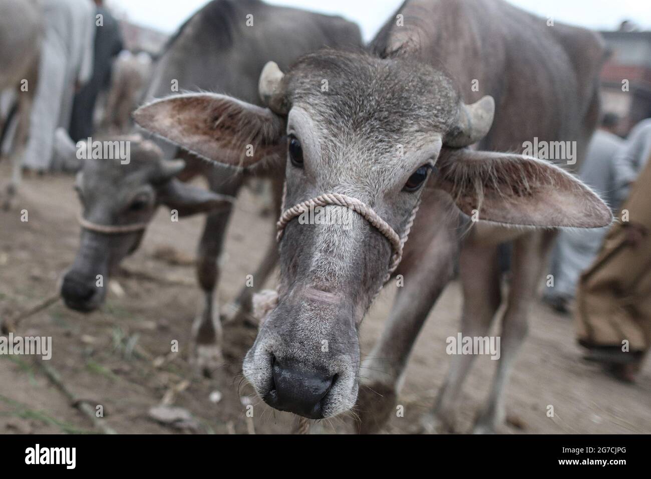 Ashmoun, Egypt. 13th July, 2021. A cow looks at the camera at Shama ...