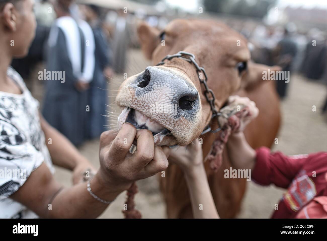 Eid Al Adha Slaughter Cow High Resolution Stock Photography and Images ...