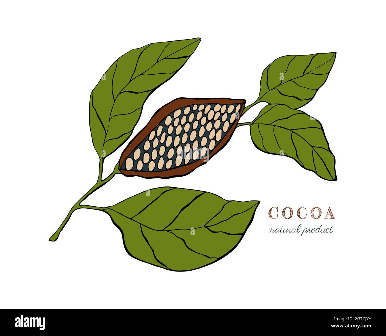 Cocoa pod illustration hi-res stock photography and images - Alamy