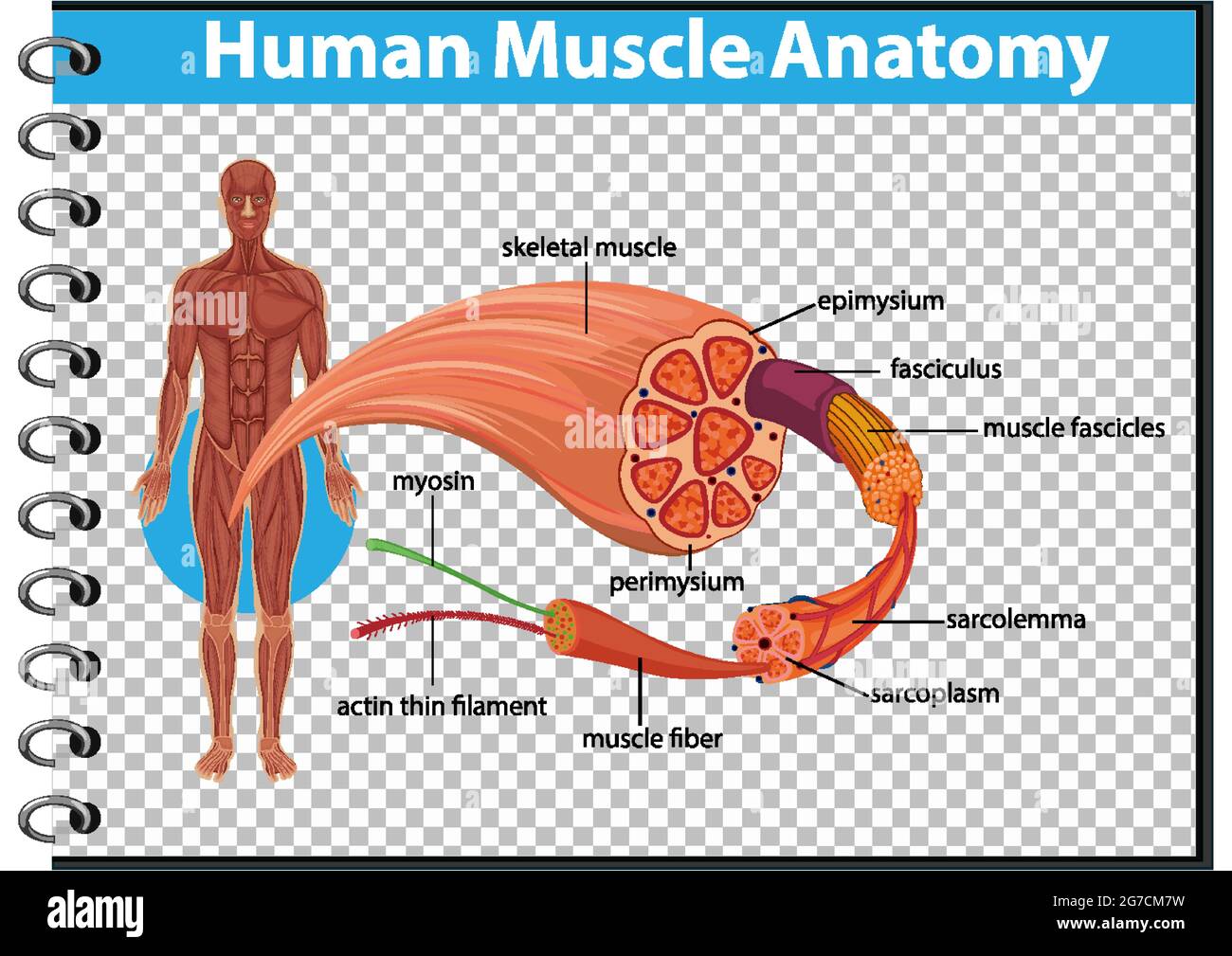 Human muscle anatomy with body anatomy illustration Stock Vector Image ...