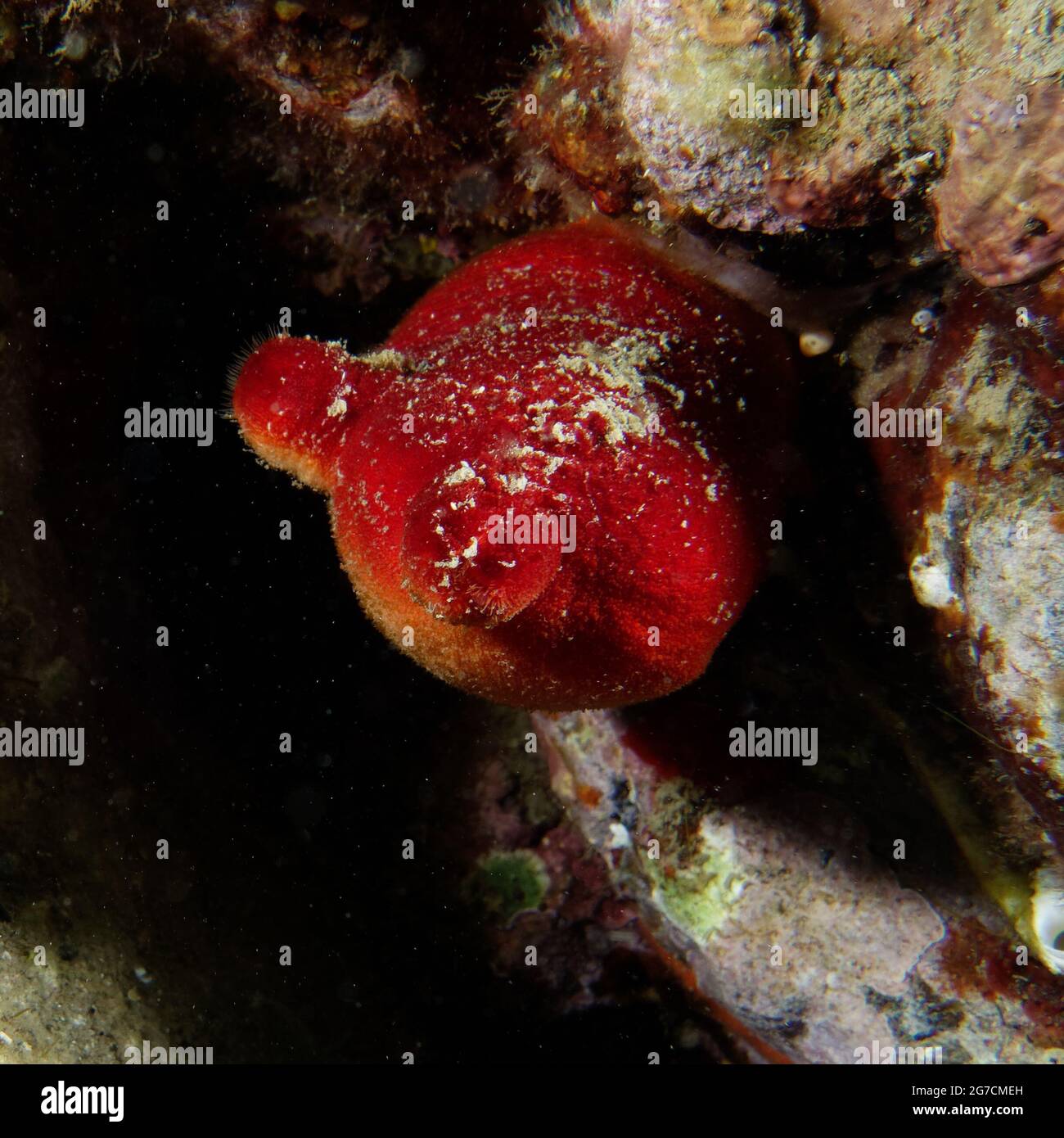 Halocynthia hi-res stock photography and images - Alamy