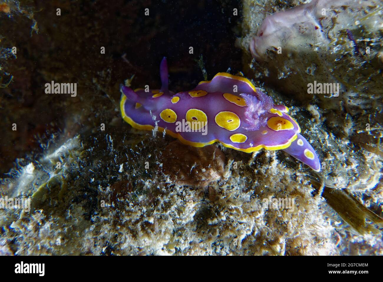 Sea slug dorid nudibranch (Felimare luteorosea) in Mediterranean Sea ...