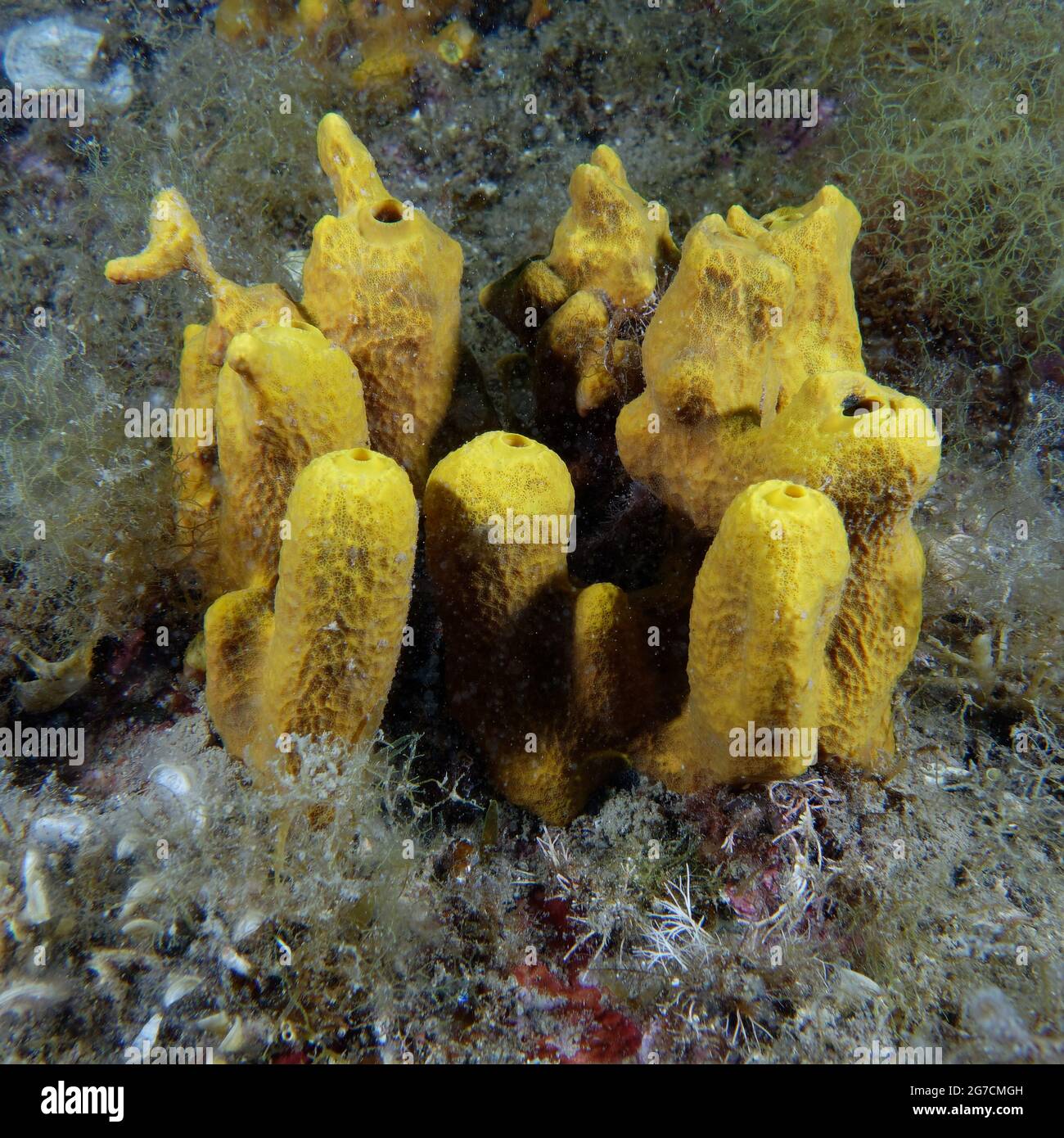 Golden sponge (Aplysina aerophoba Stock Photo - Alamy