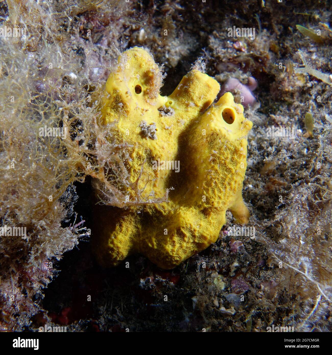 Golden sponge (Aplysina aerophoba Stock Photo - Alamy