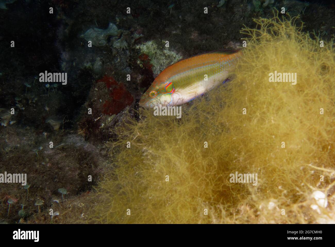 Symphodus ocellatus hi-res stock photography and images - Alamy