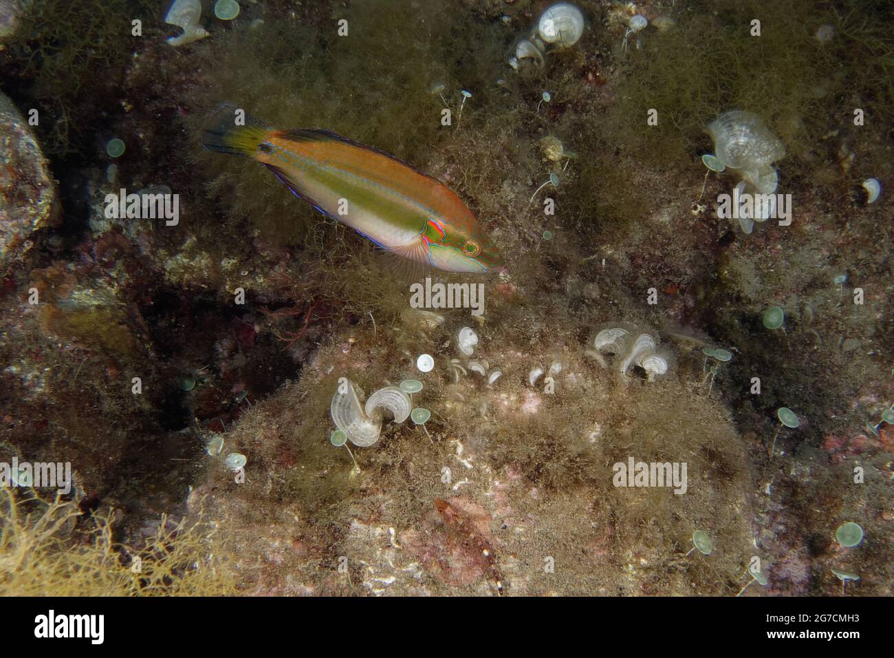 Ocellated wrasse (Symphodus ocellatus) in Mediterranean Sea Stock Photo ...