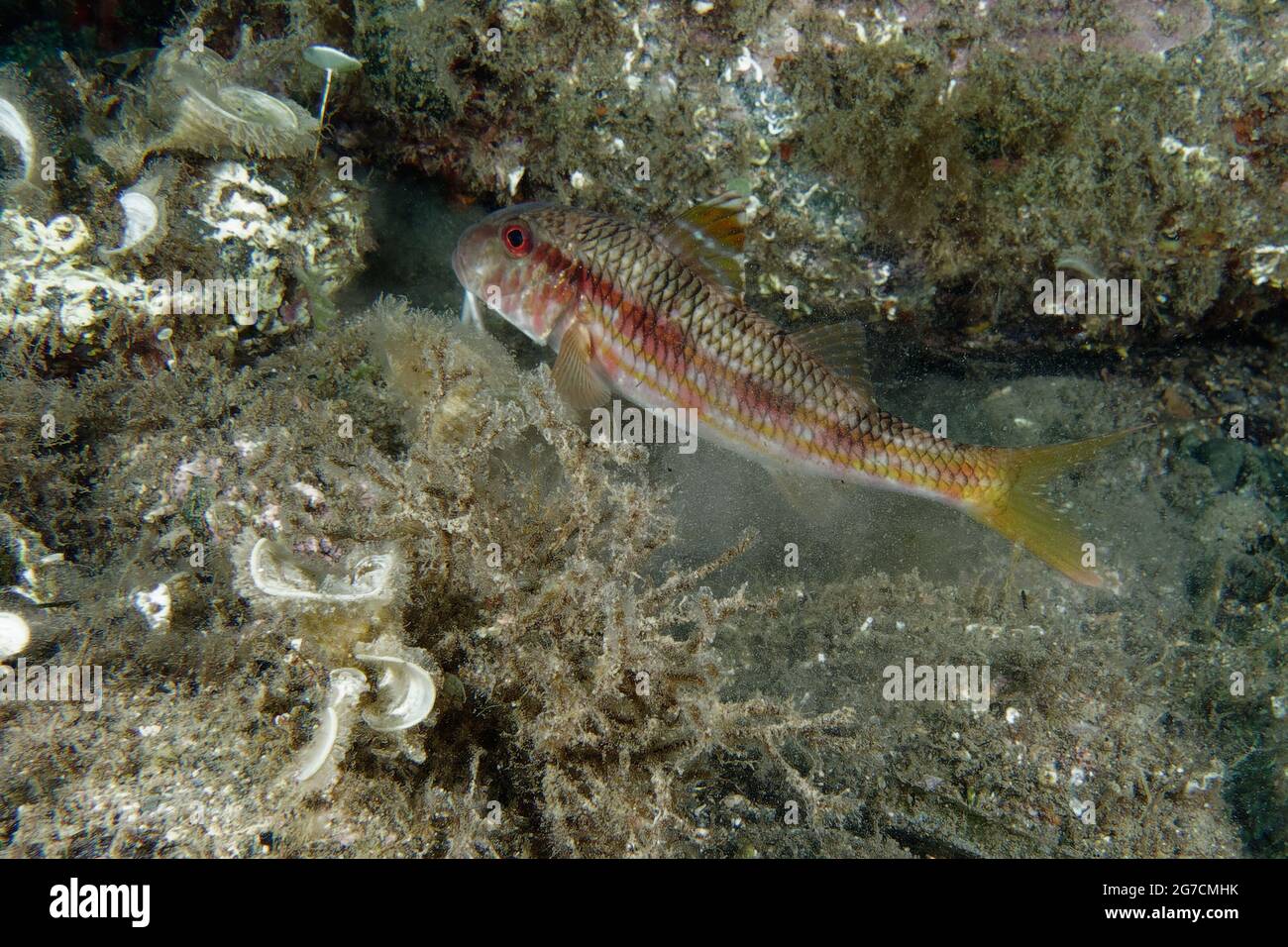 Red mullet fish in the mediterranean sea hi-res stock photography and ...