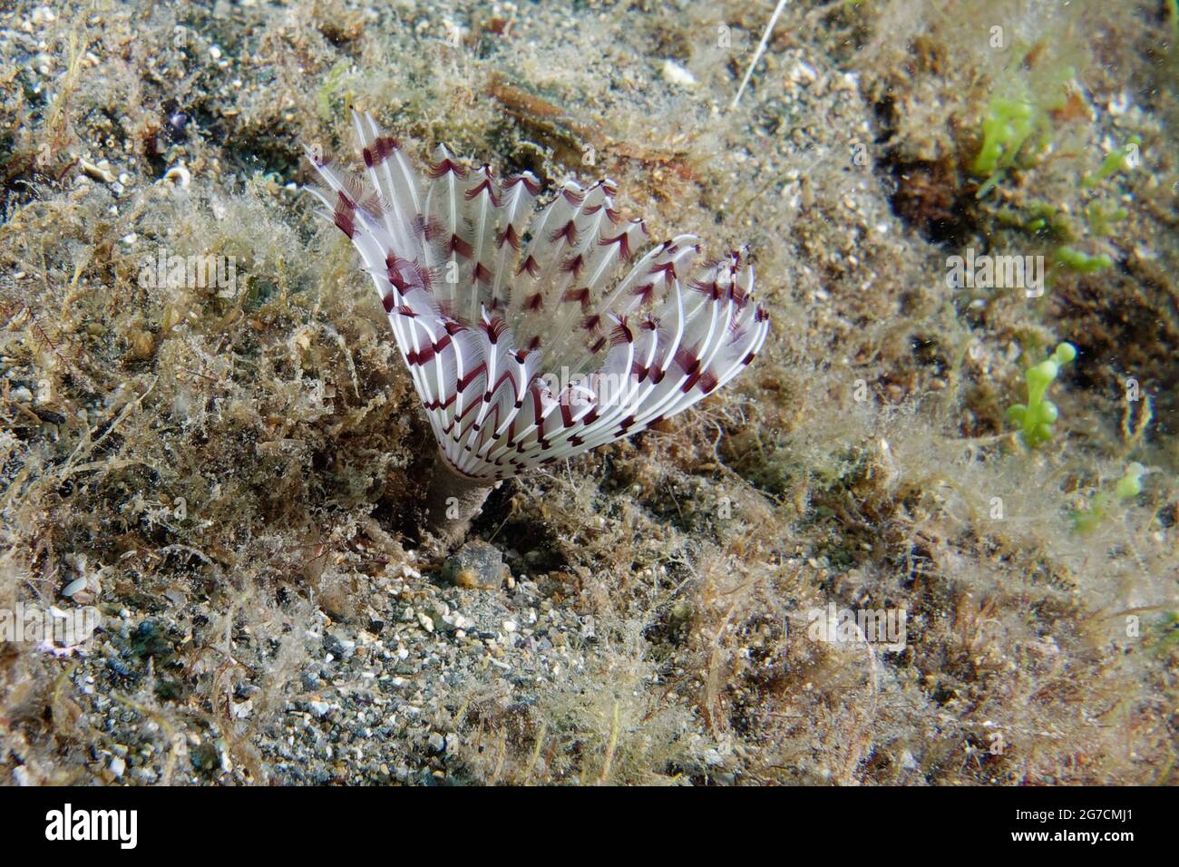 Peacock worm (Sabella pavonina) in Mediterranean Sea Stock Photo - Alamy