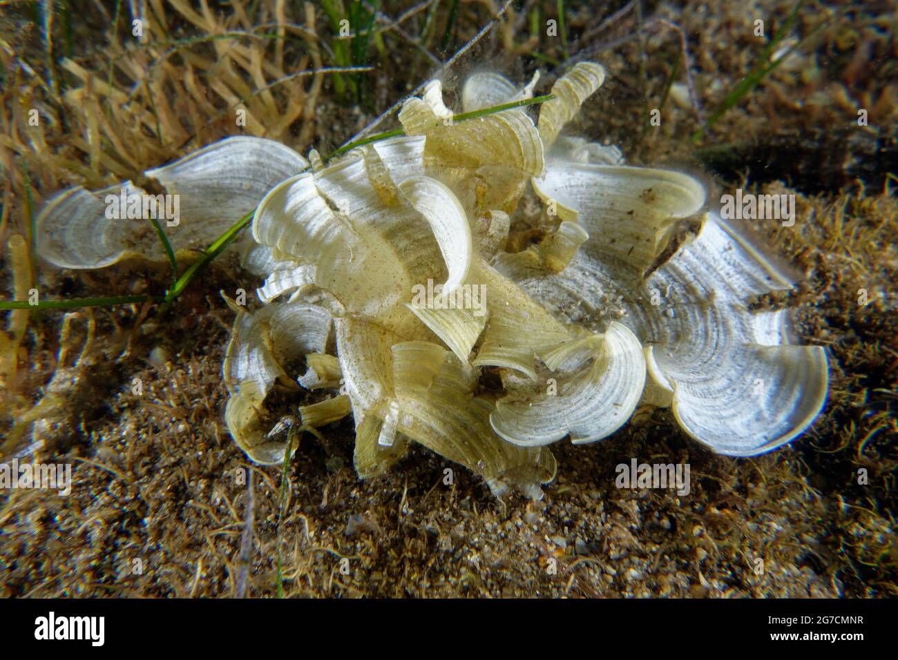 Peacocks tail or Funnel weed (Padina pavonica) in Mediterranean Sea ...