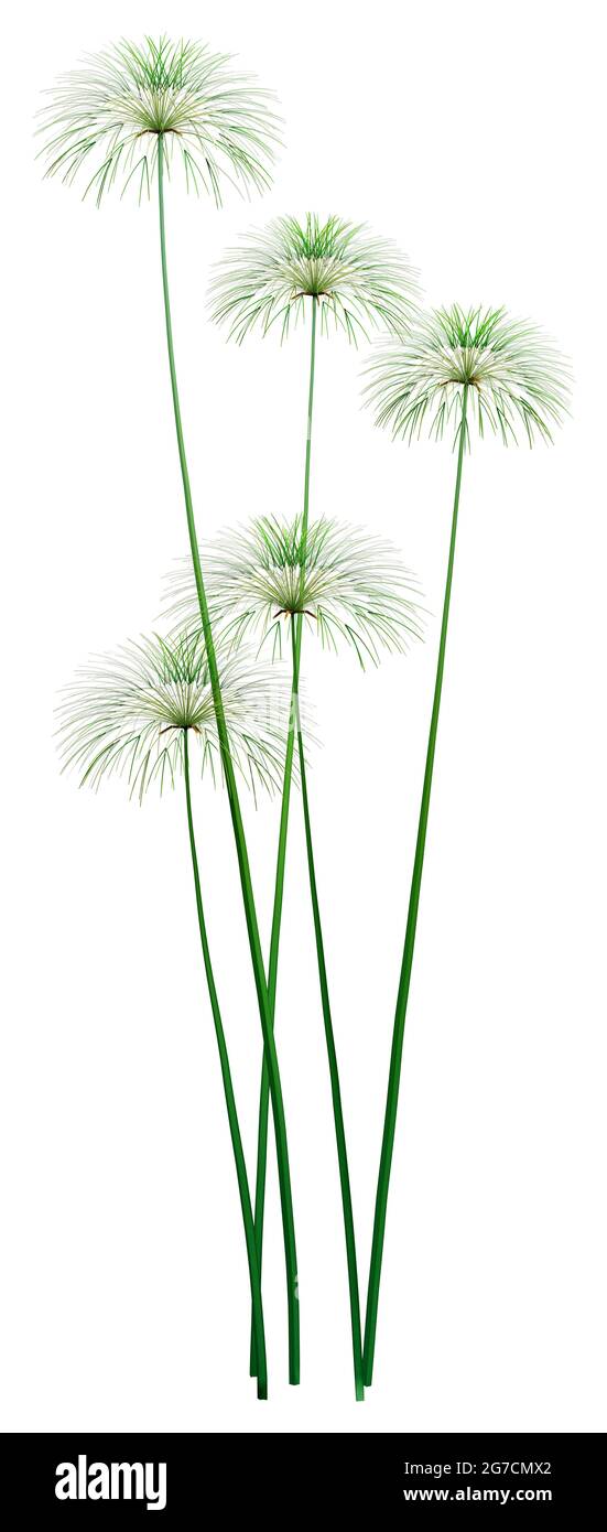 3D rendering of papyrus plants or Cyperus papyrus or Nile grass ...