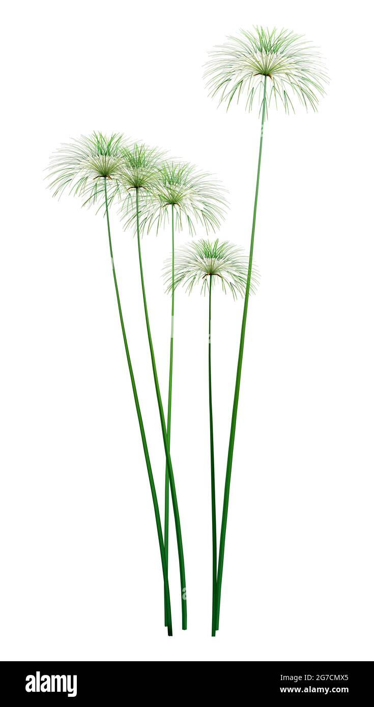 3D rendering of papyrus plants or Cyperus papyrus or Nile grass ...