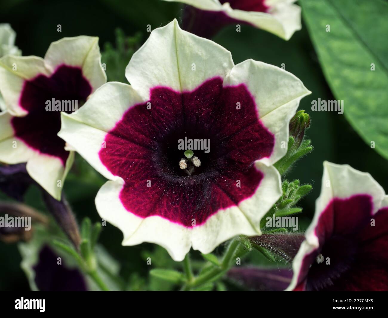 Petunia flower, close-up. Flower with variegated petals Stock Photo - Alamy