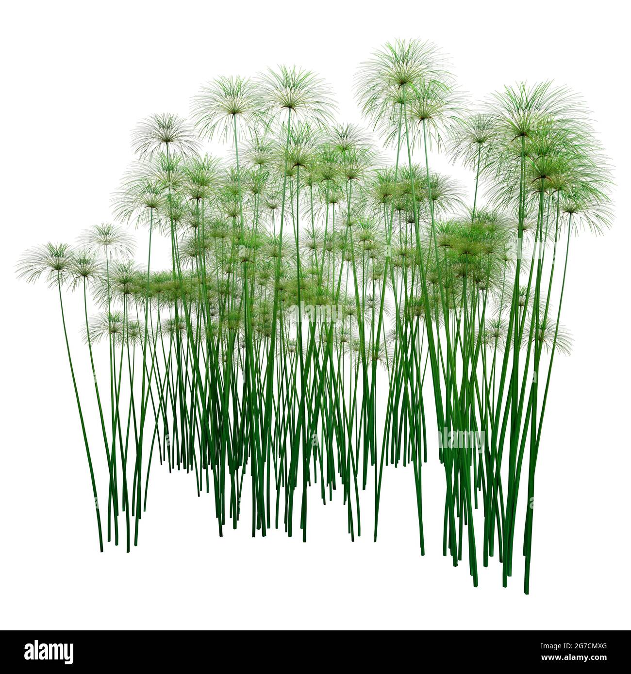 3D rendering of papyrus plants or Cyperus papyrus or Nile grass ...