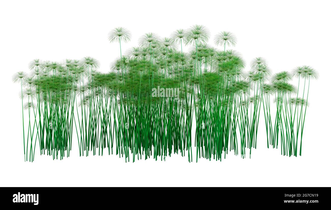 3D rendering of papyrus plants or Cyperus papyrus or Nile grass ...