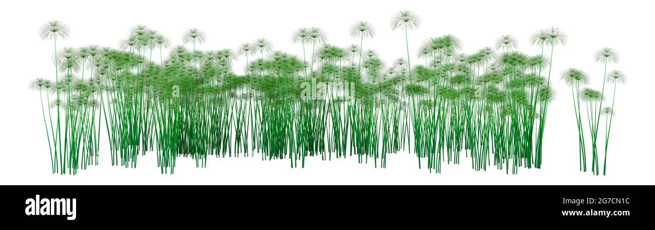 3D rendering of papyrus plants or Cyperus papyrus or Nile grass ...