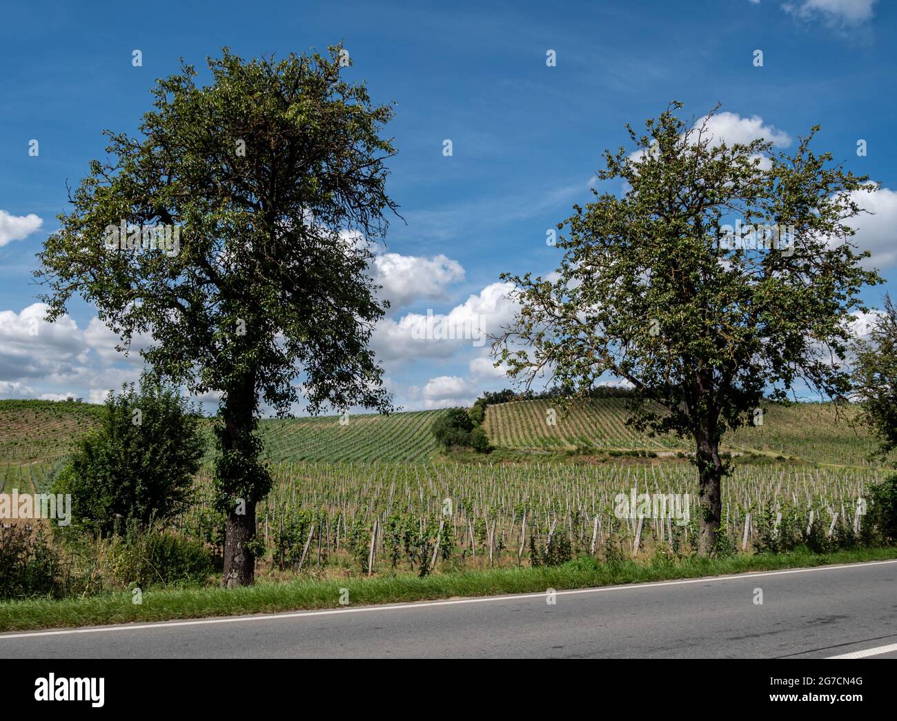 Saale unstrut wine hi-res stock photography and images - Alamy