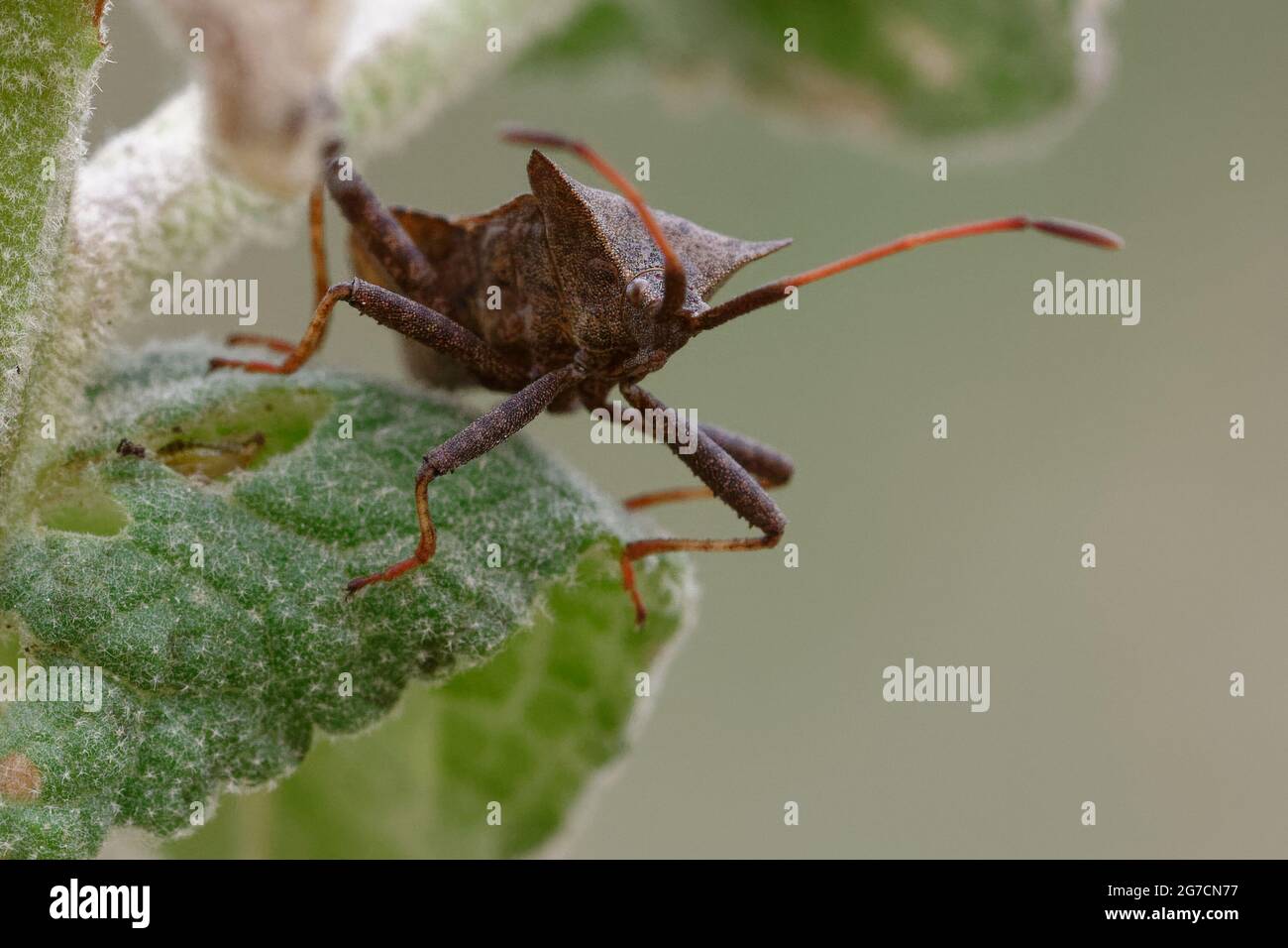 True bug (Coreus marginatus) on a leaf Stock Photo - Alamy