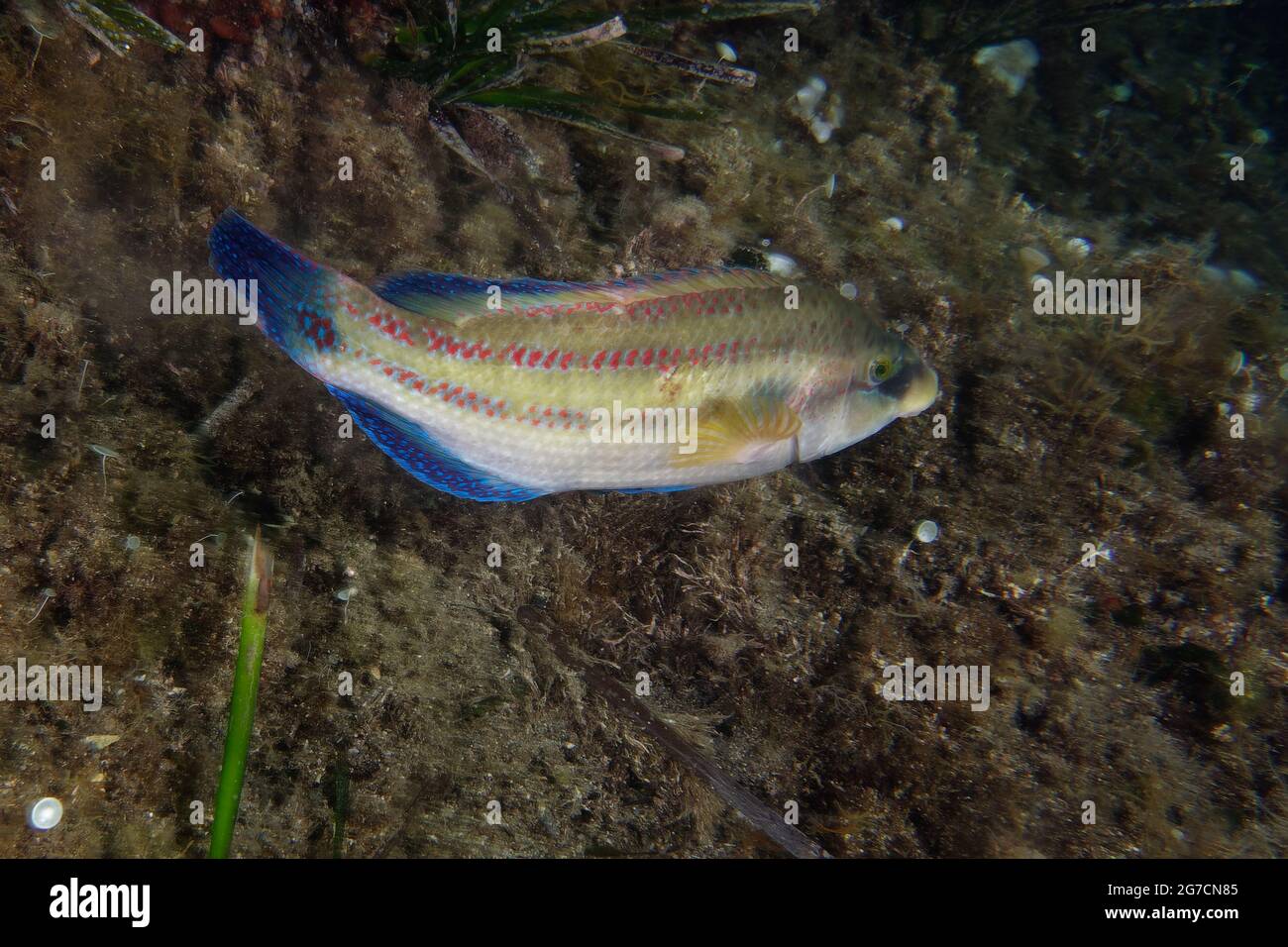 Peacock wrasse hi-res stock photography and images - Alamy