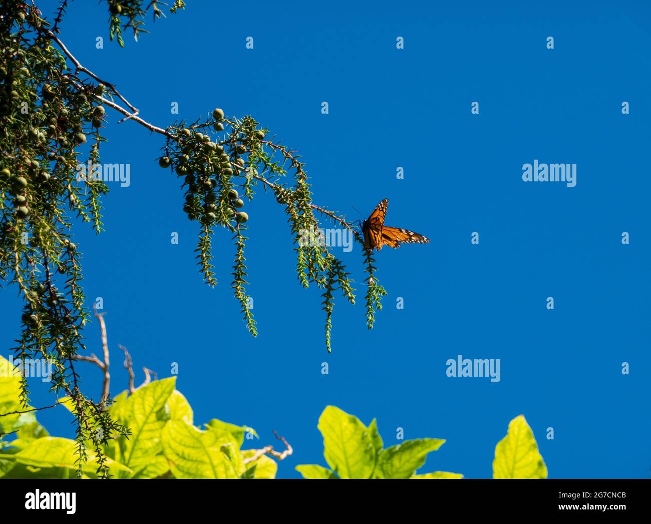 Blue monarch butterfly hi-res stock photography and images - Alamy