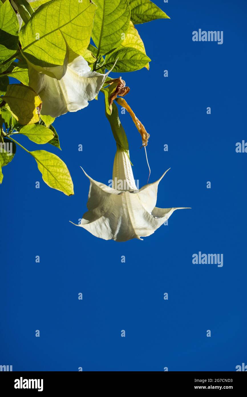 Blue bell tree hi-res stock photography and images - Alamy