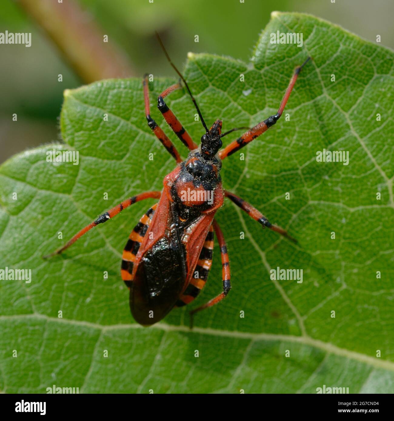 Assassin and thread-legged bug (Rhynocoris iracundus Stock Photo - Alamy