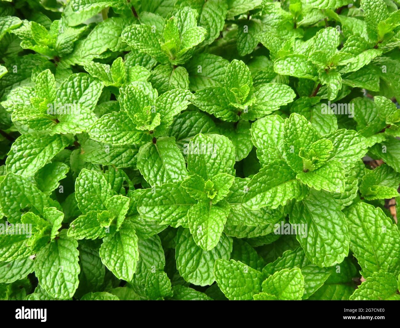 Background of Peppermint leaves Stock Photo - Alamy