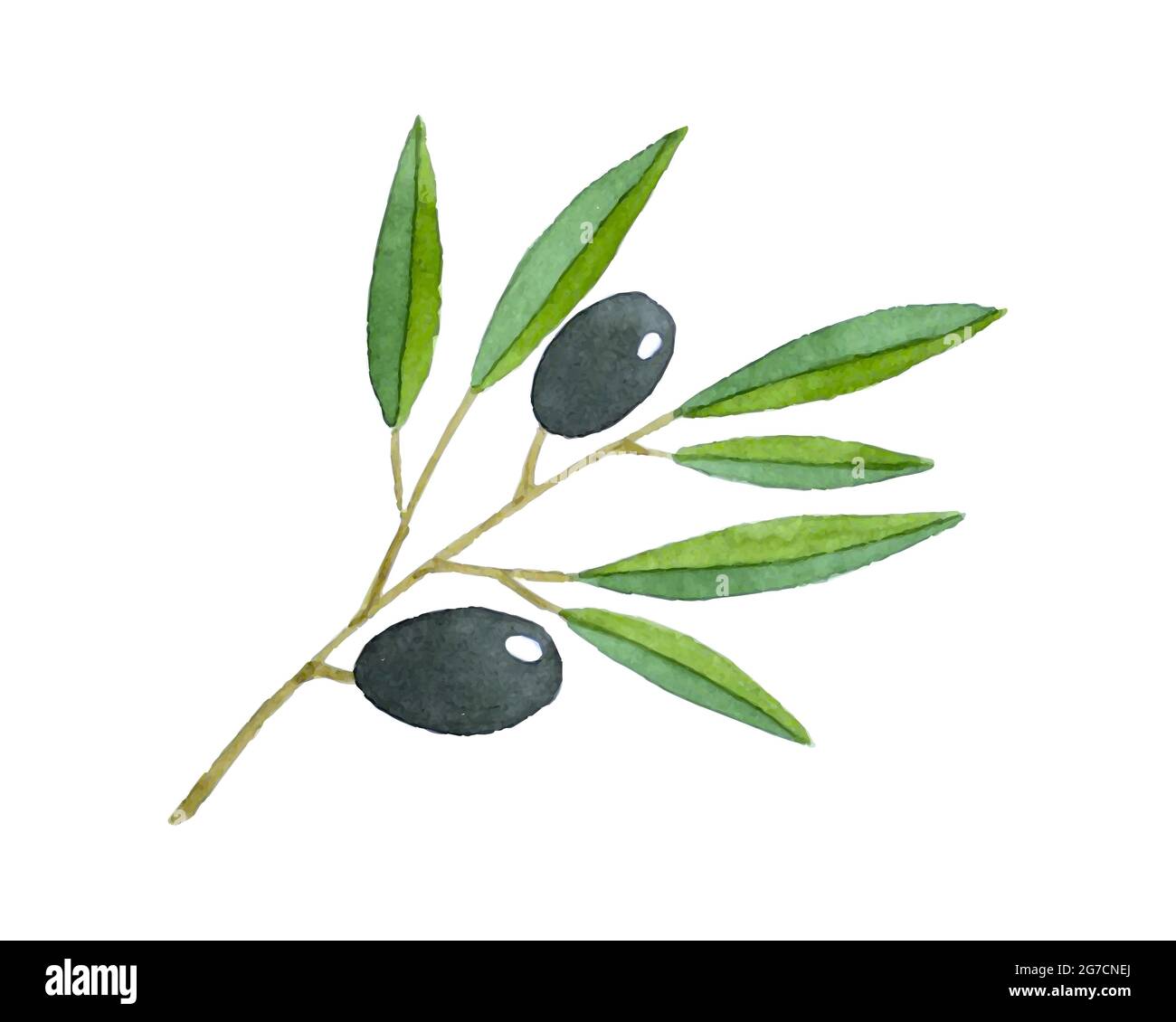 Branch of olives fruits with leaves, watercolor, with an inscription ...