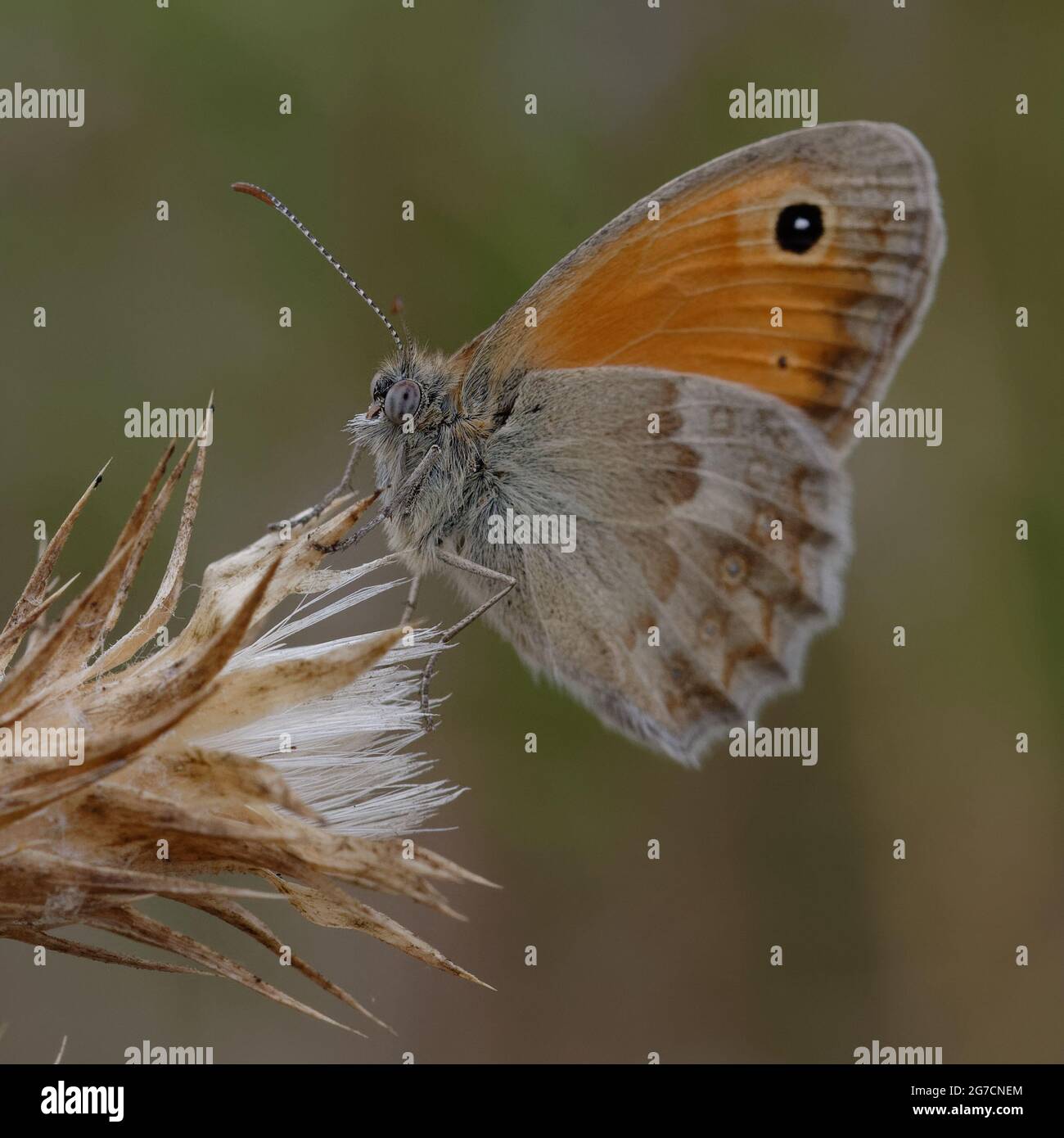 Small heath (Coenonympha pamphilus) on a plant Stock Photo - Alamy