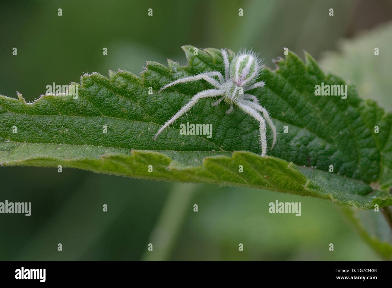 Crab spider (Heriaeus oblongus) on a leaf Stock Photo - Alamy