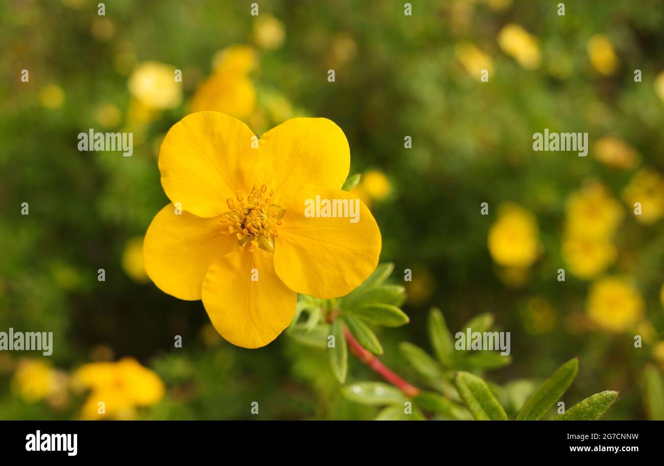 Five finger plant hi-res stock photography and images - Alamy