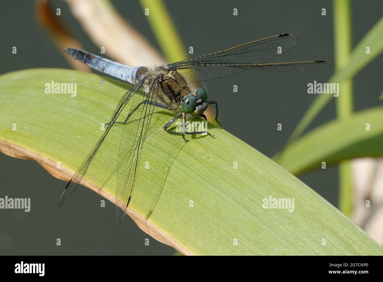 Male Black-tailed skimmer (Orthetrum cancellatum Stock Photo - Alamy